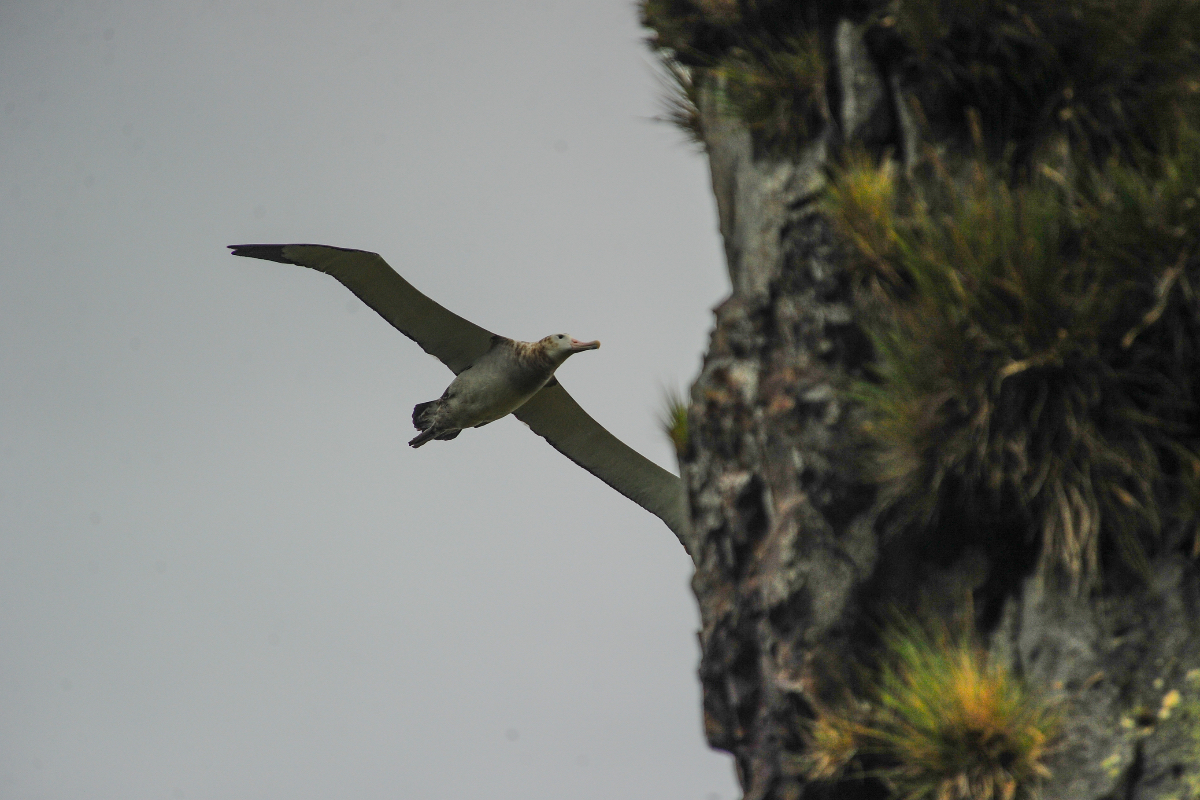 Wandering Albatross