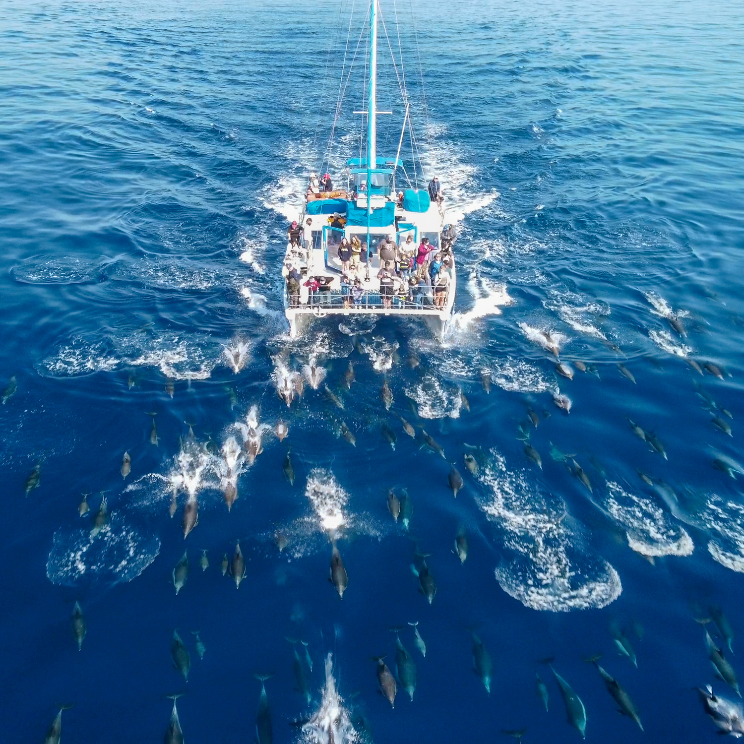 A Whale of a Time