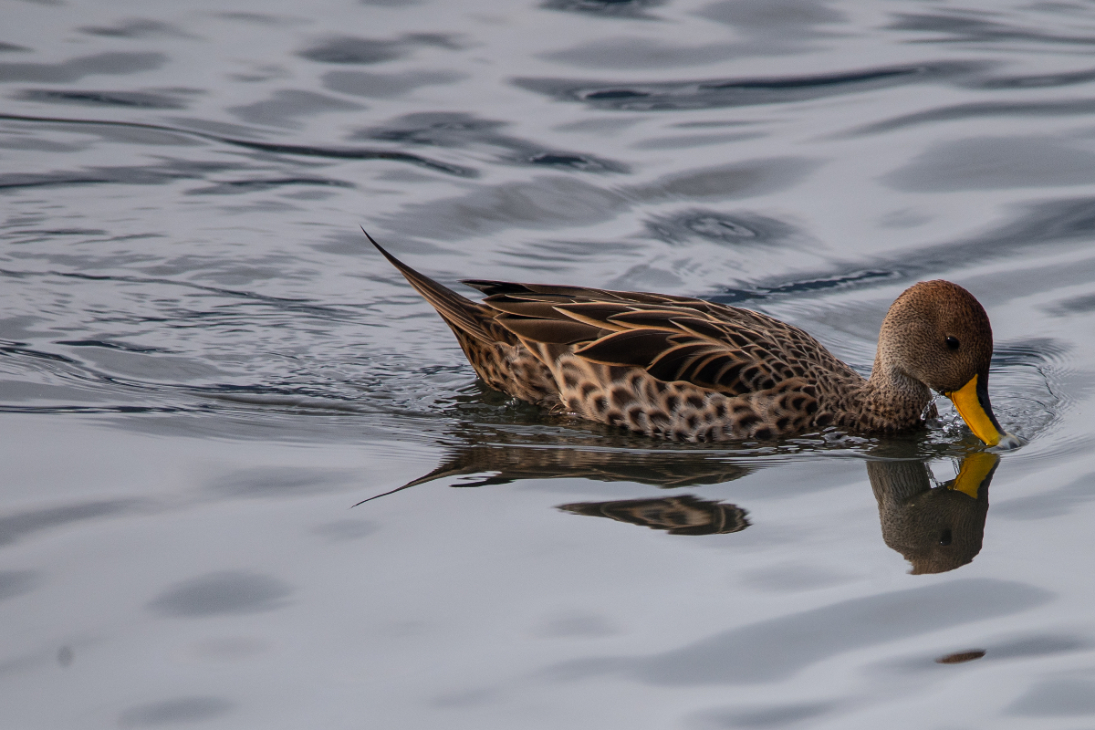 Pintail Duck