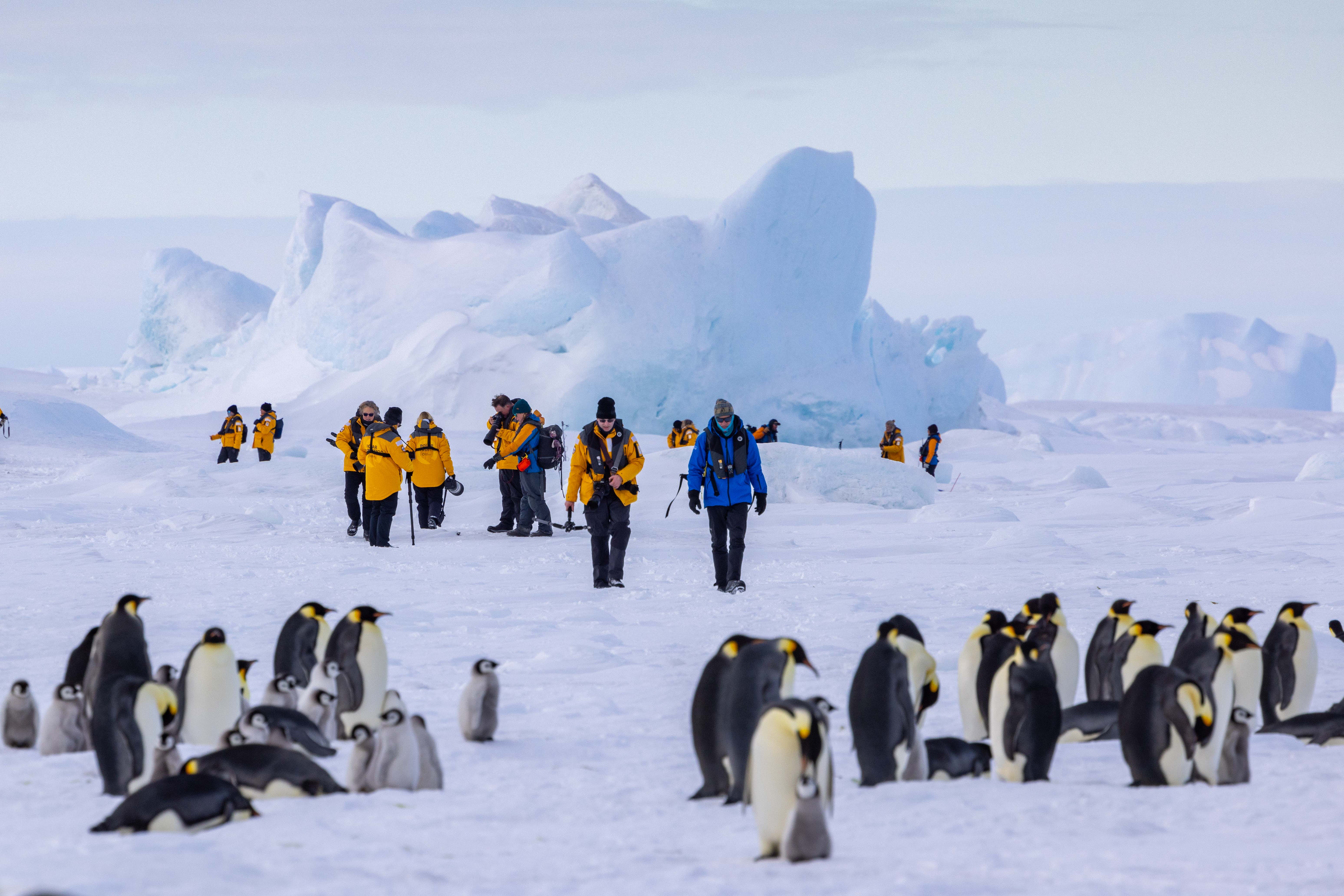 Inside Antarctica’s Rarest Wildlife Encounter Snow Hills Emperor ...