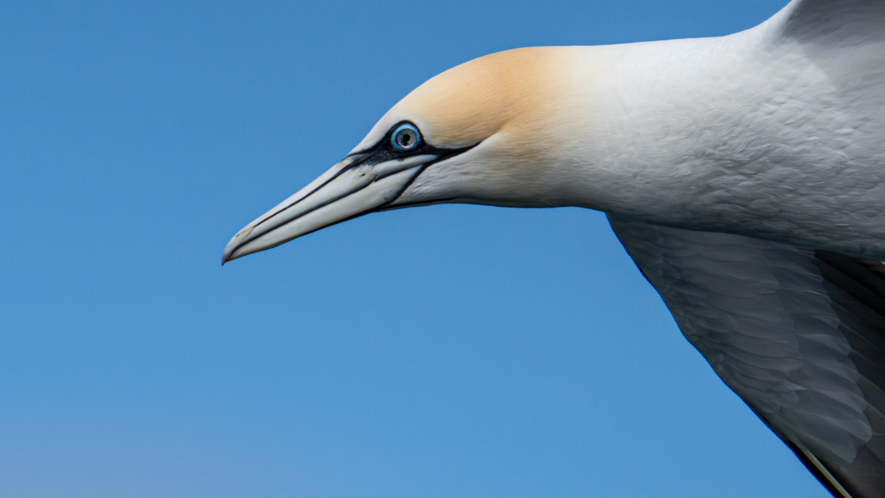 Seabirds Species | ExplorEarth