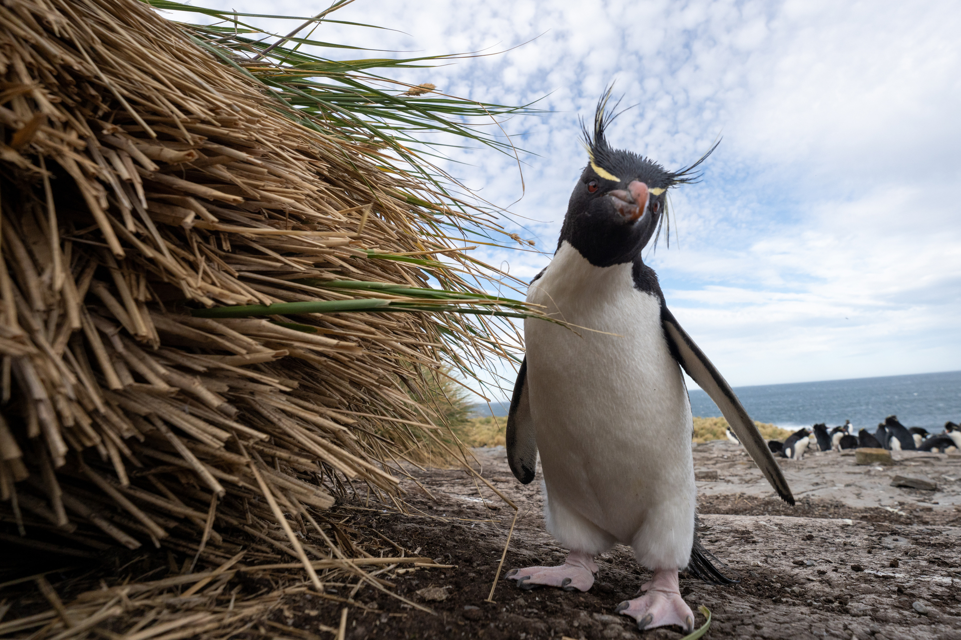 Southern Rockhopper Penguins