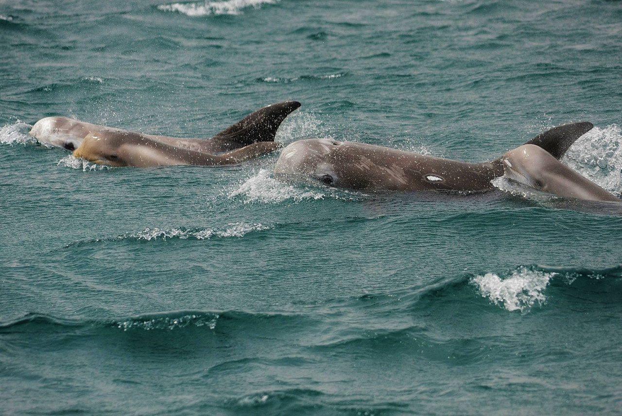 Risso's Dolphins