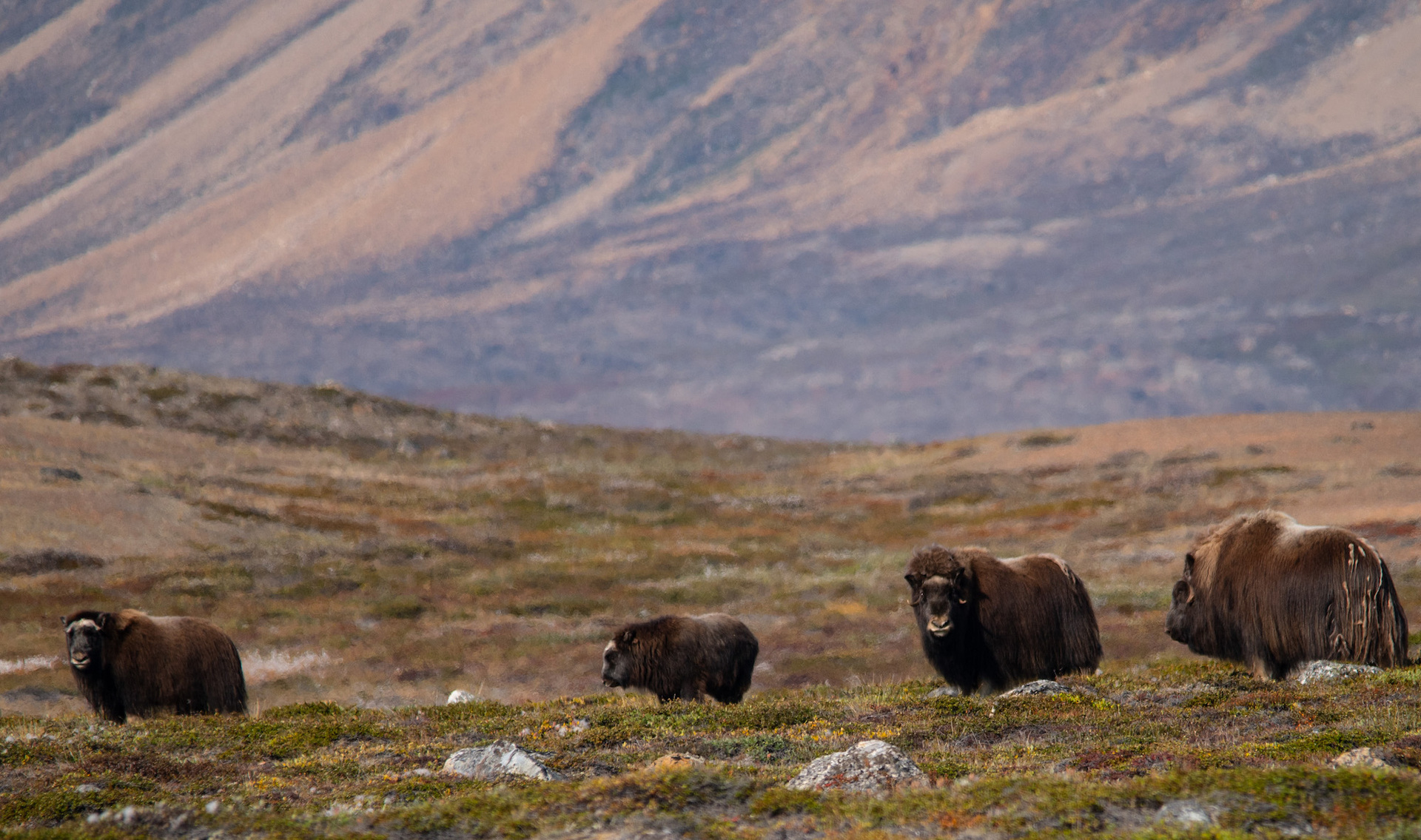 Musk Ox