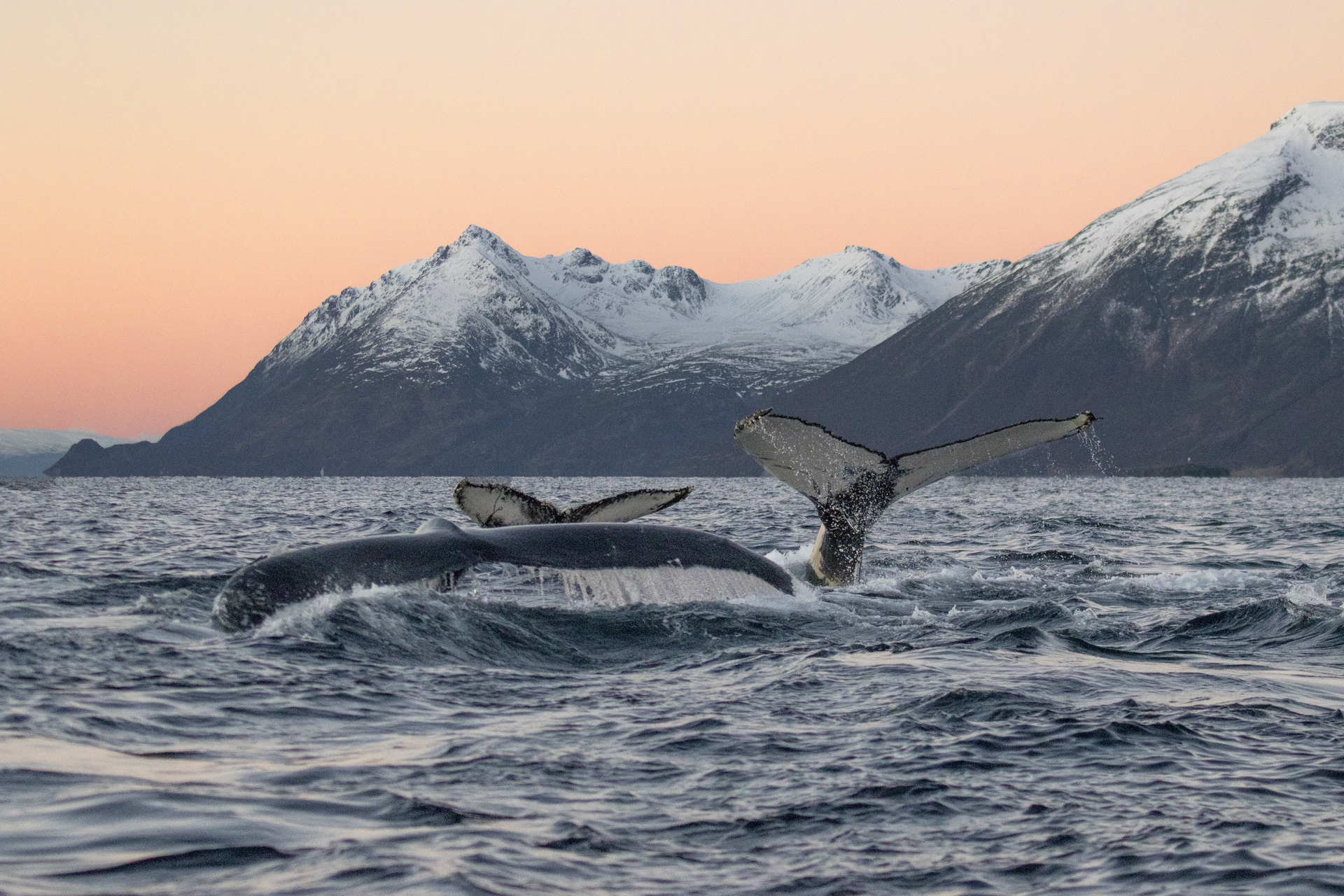 Happywhale and ExplorEarth