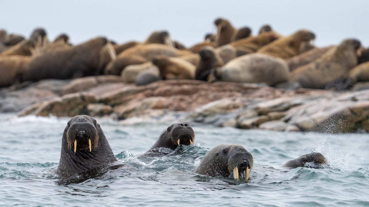 Walrus from Space Project Is a Game-Changer for Arctic Wildlife ...