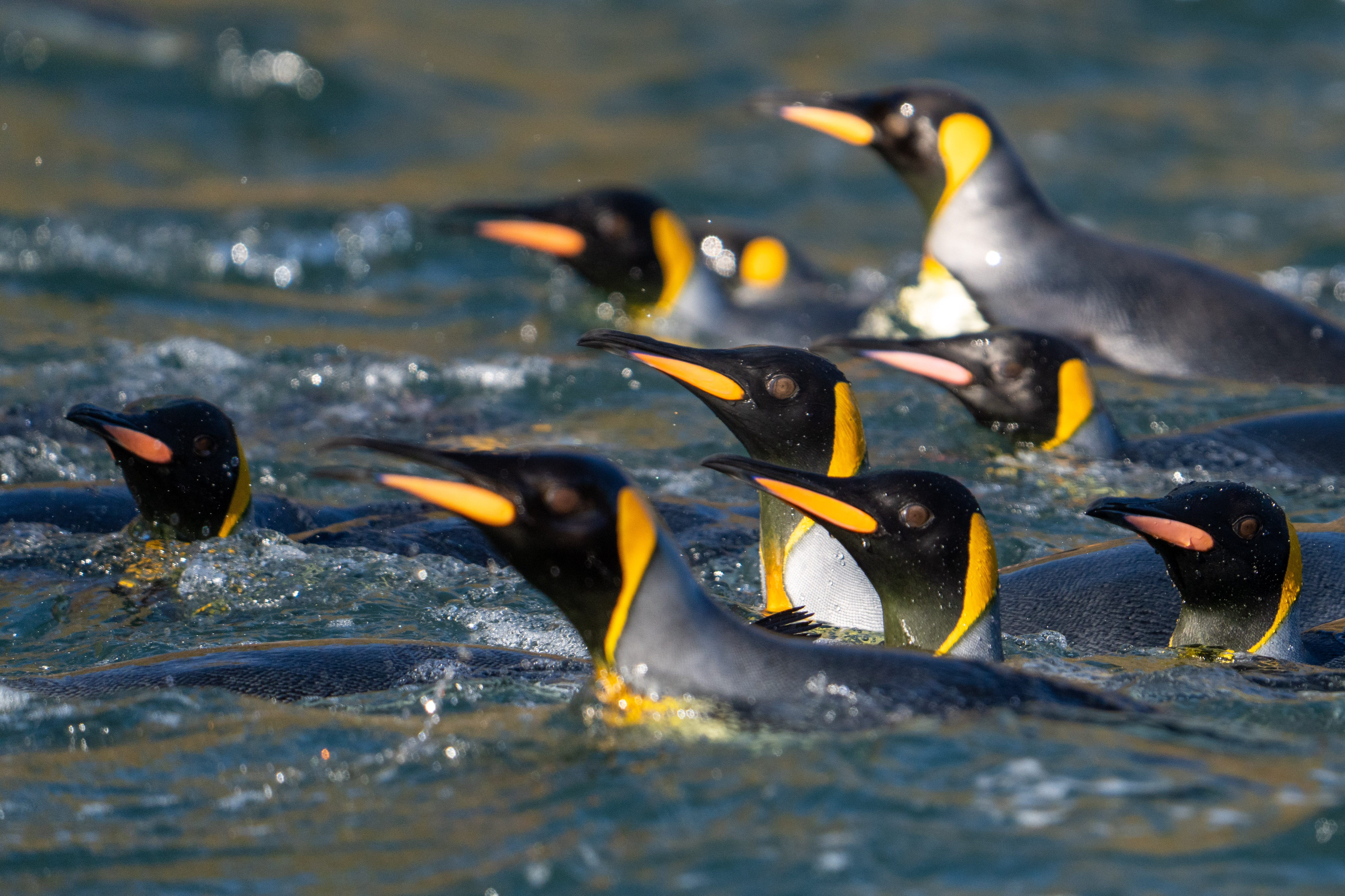 The History Of Penguins | An Expedition Cruise Guide