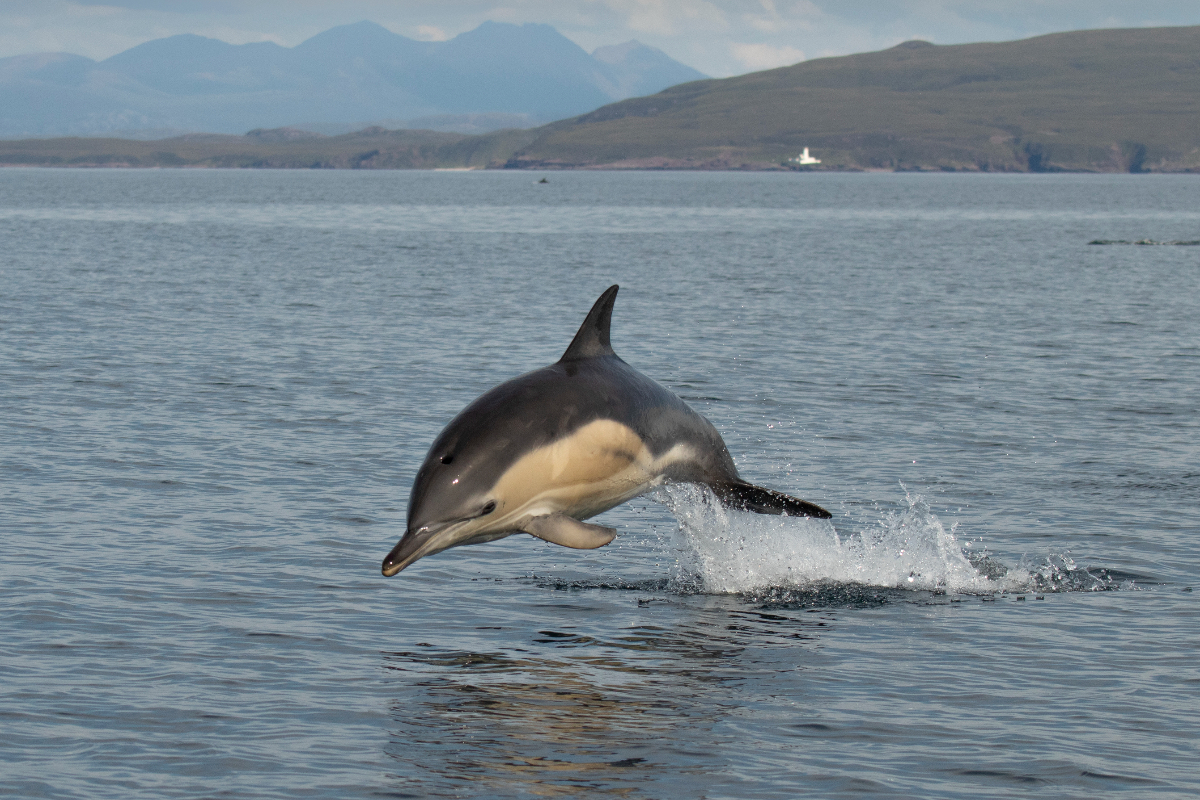 Common Dolphins