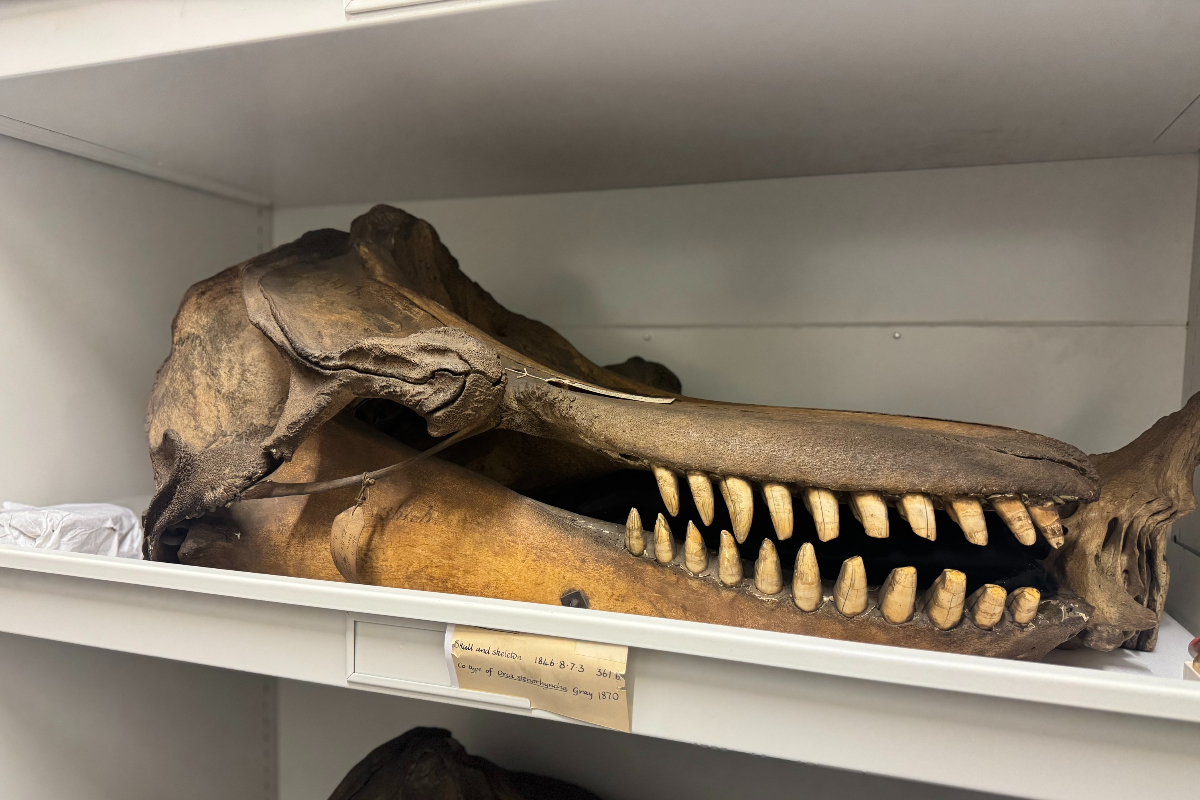 Arctic Encounters: an orcaholics expedition in Norway | ExplorEarth