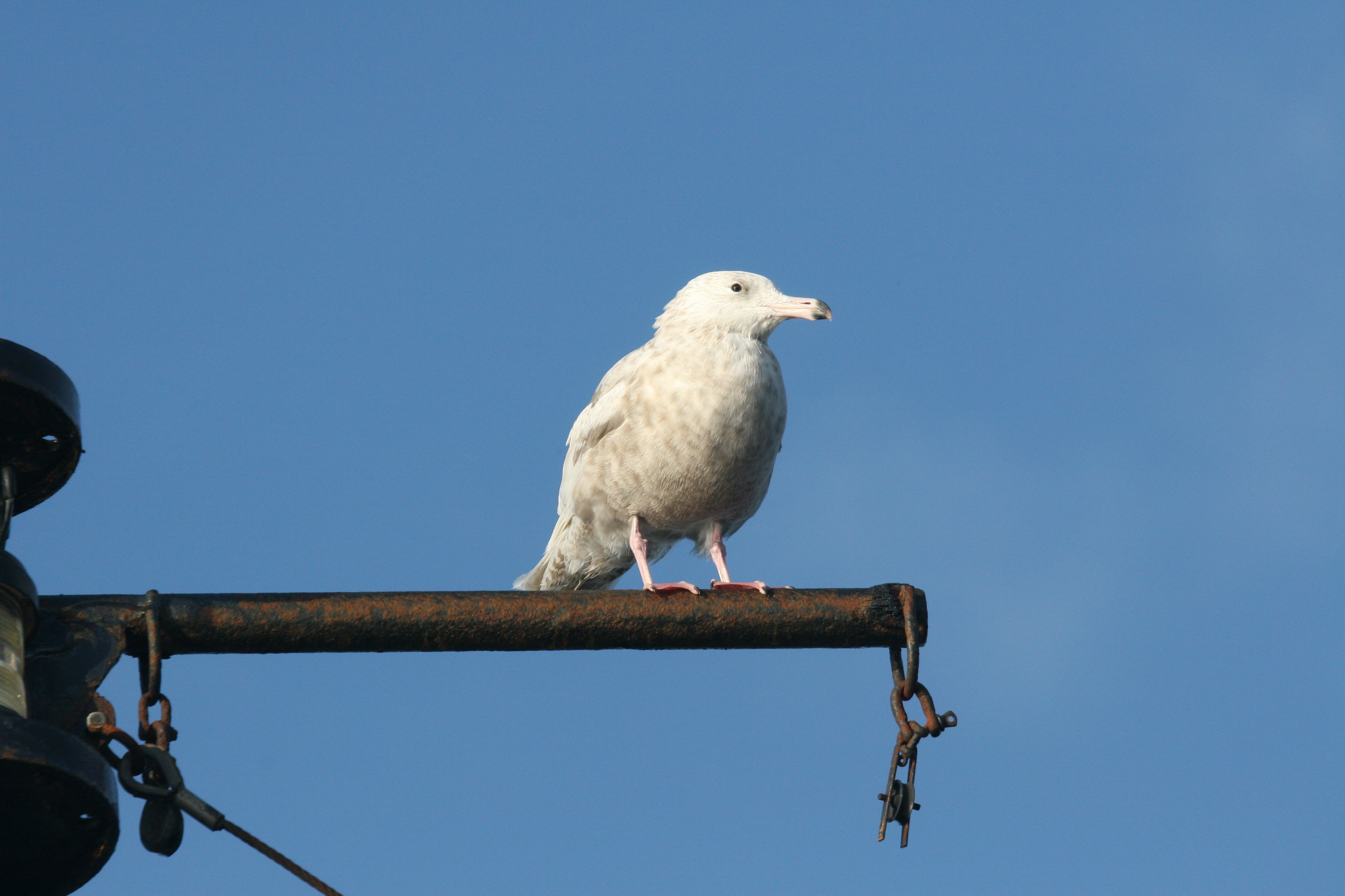 Glaucous Gulls