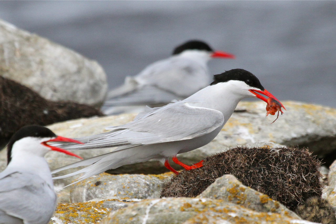 South American Terns