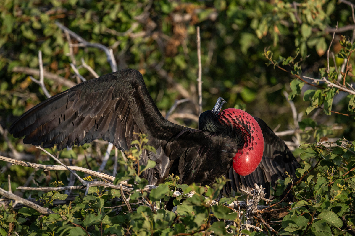 Birding on an Expedition Cruise Guide by Mike Unwin