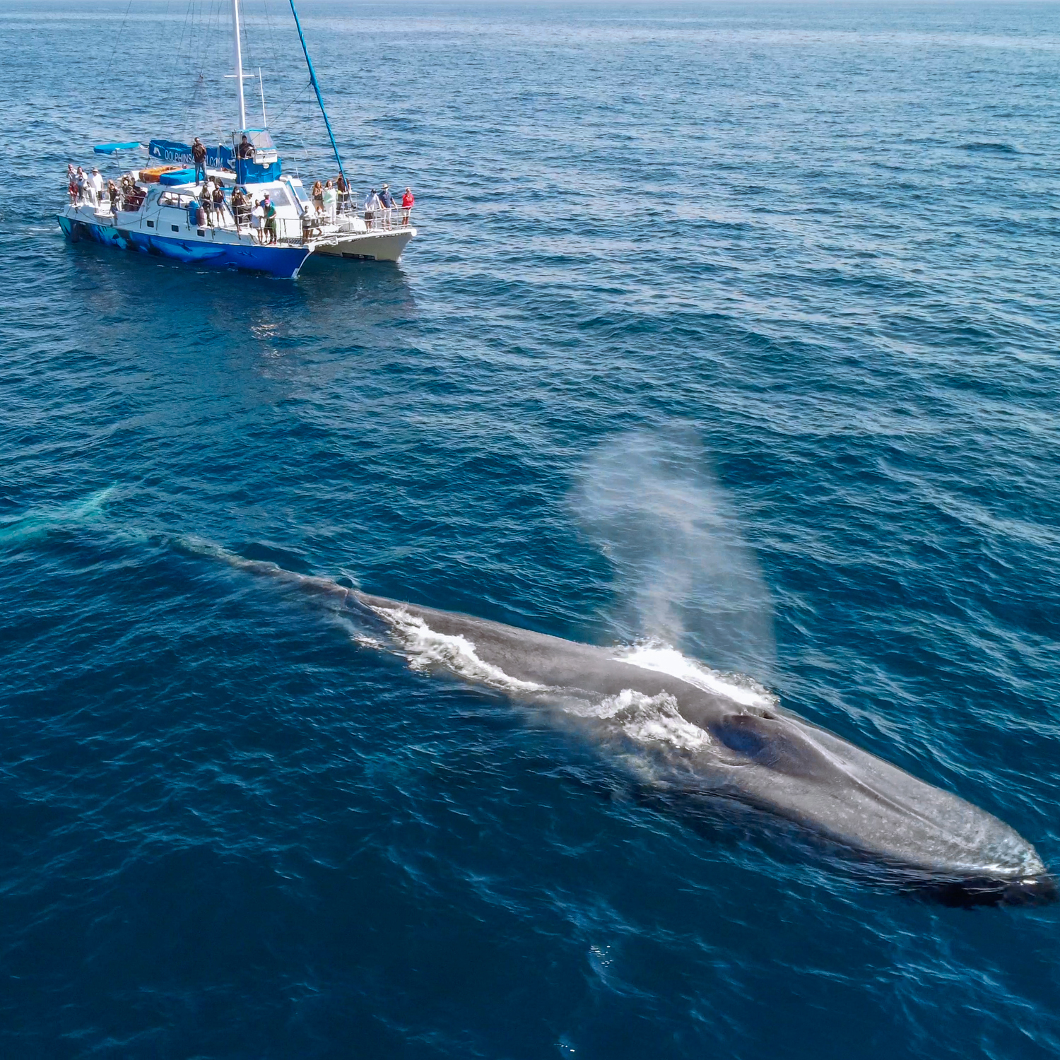 A Whale of a Time