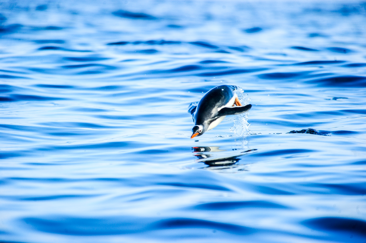 Ocean Generation and ExplorEarth