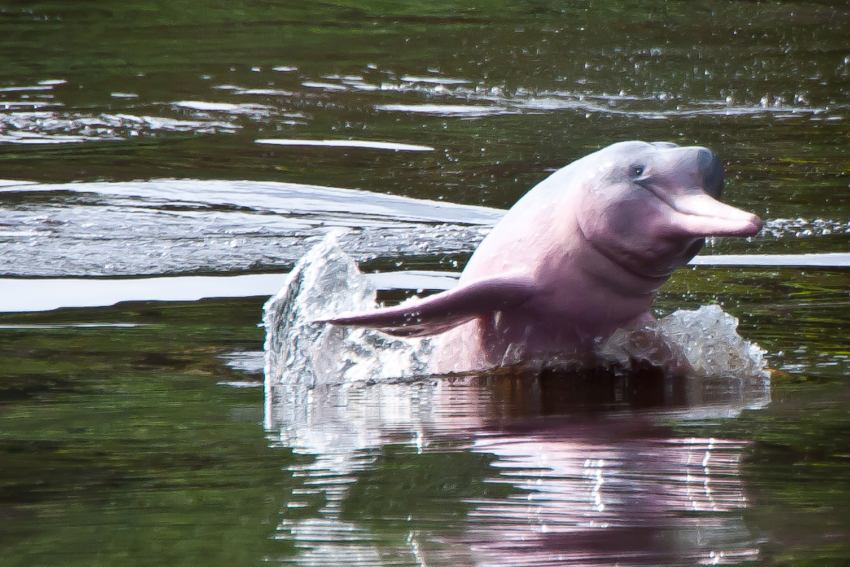 Pink River Dolphin