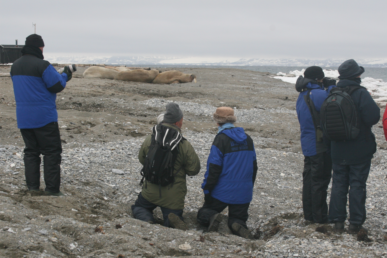 Walrus from Space Project Is a Game-Changer for Arctic Wildlife Conservation | ExplorEarth