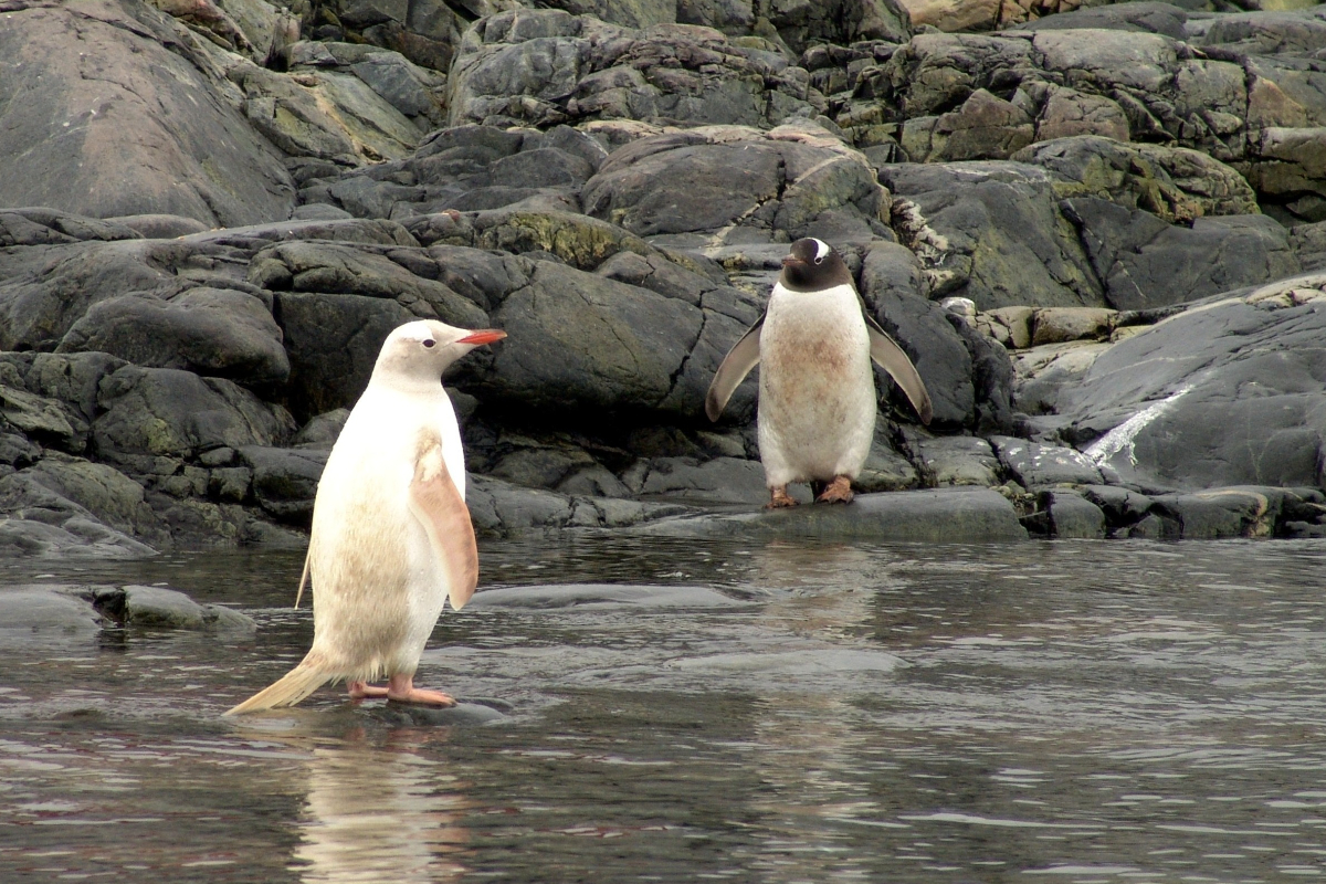 Lucy the Leucistic Penguin: An Unexpected Encounter in Antarctica ...