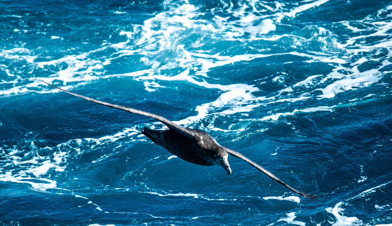 Ocean Generation and ExplorEarth