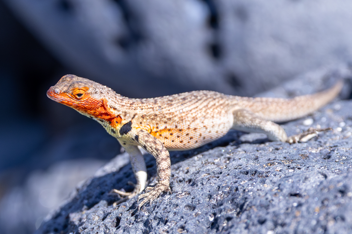 Lava Lizard