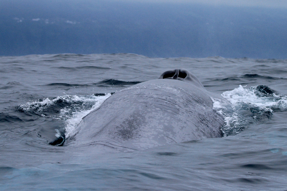 Cetacean Species