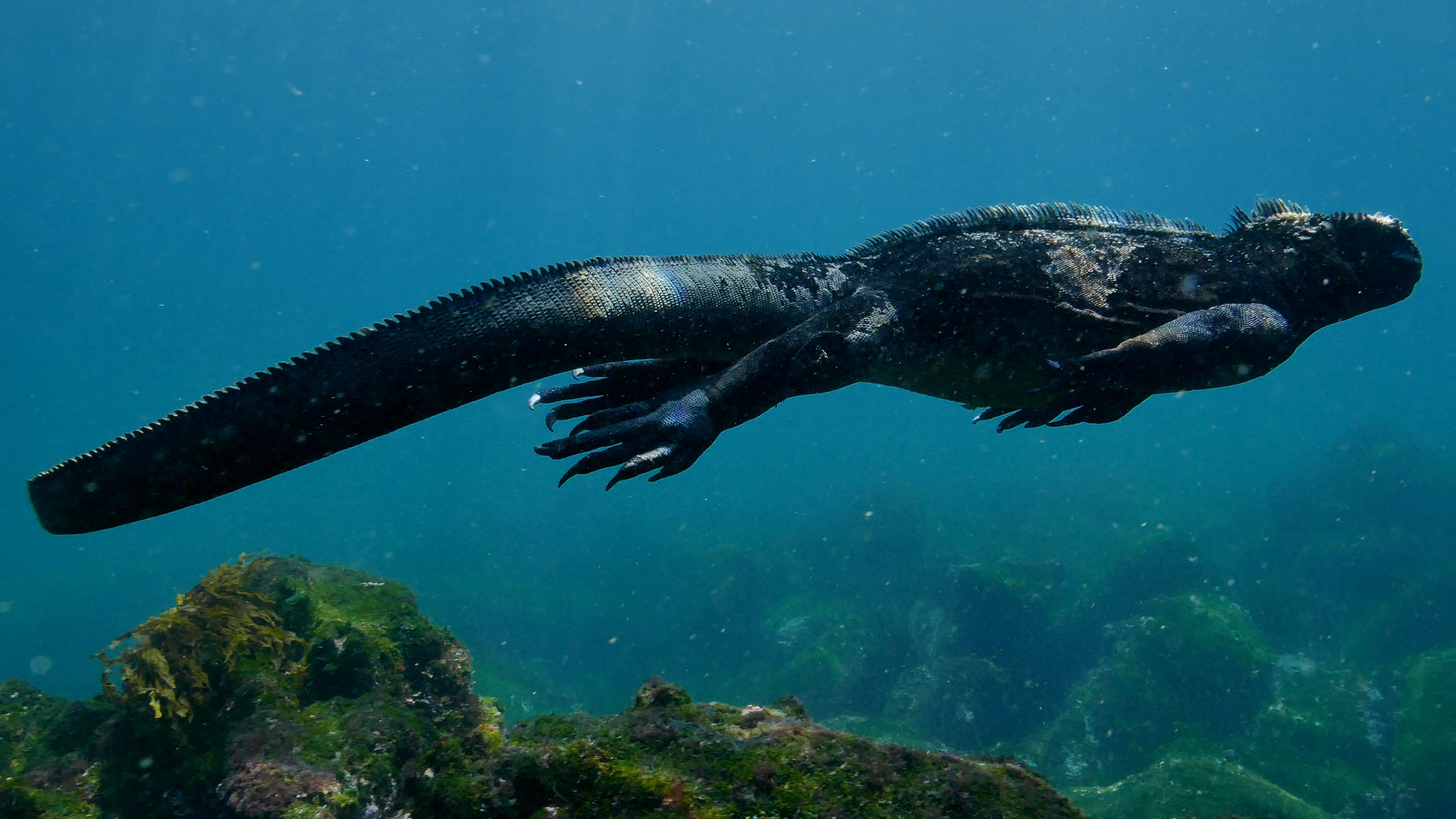 Marine Iguana