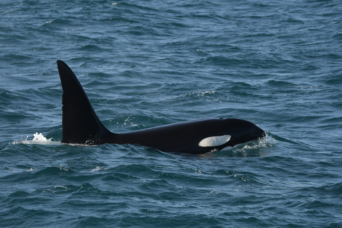 Atlantic Islands | ExplorEarth