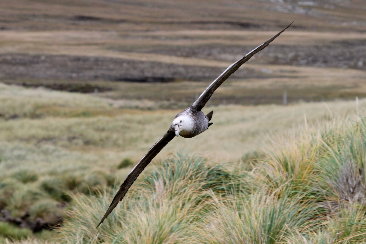 Giant Petrels