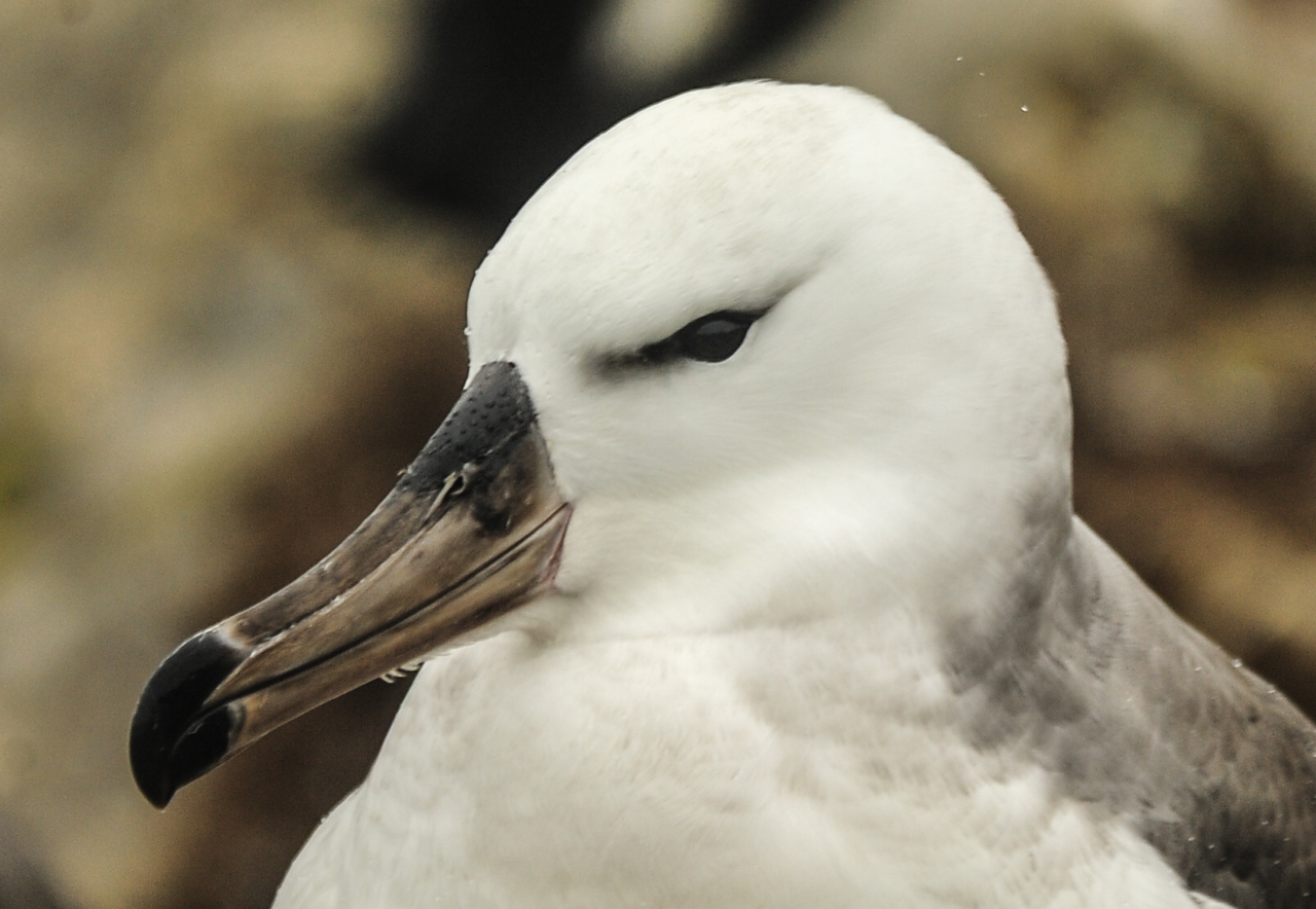 Black Browed Albatross