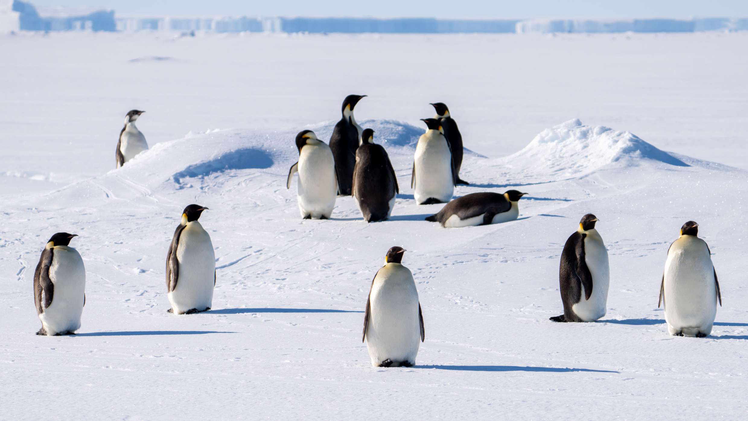 Inside Antarctica’s Rarest Wildlife Encounter Snow Hills Emperor ...