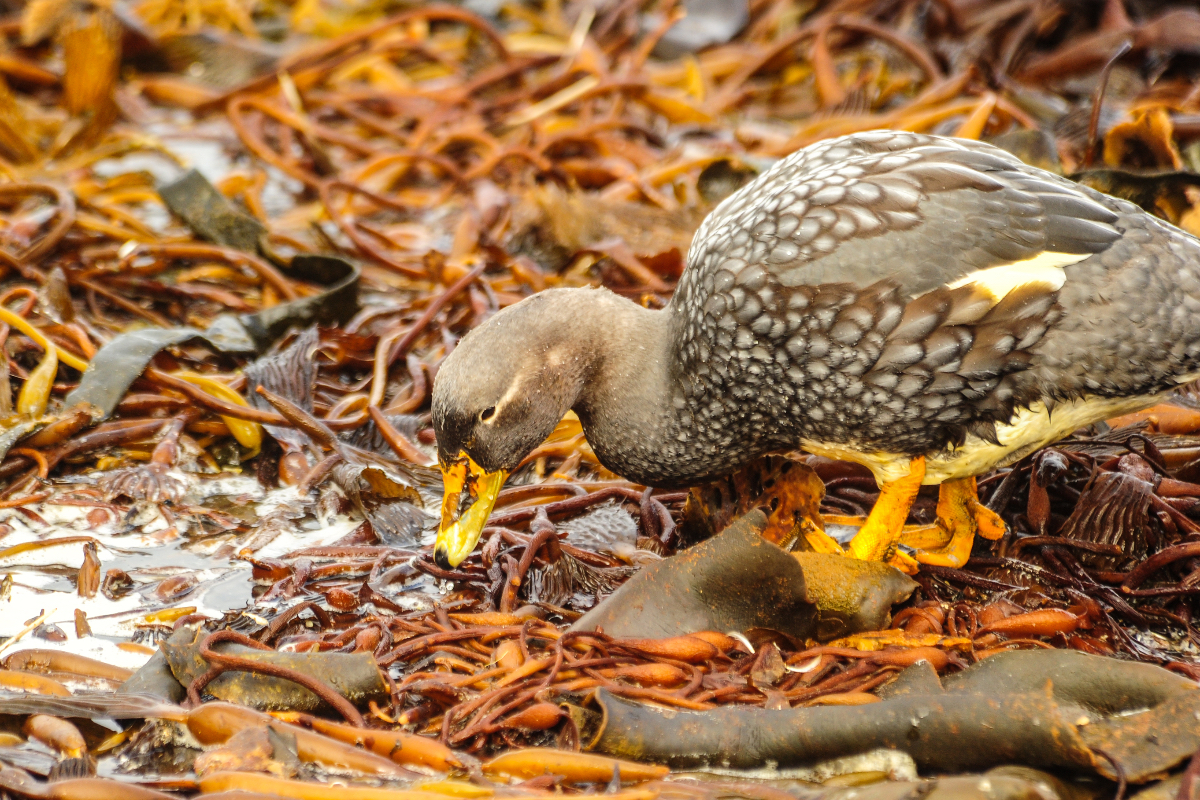 Falkland Steamer Duck