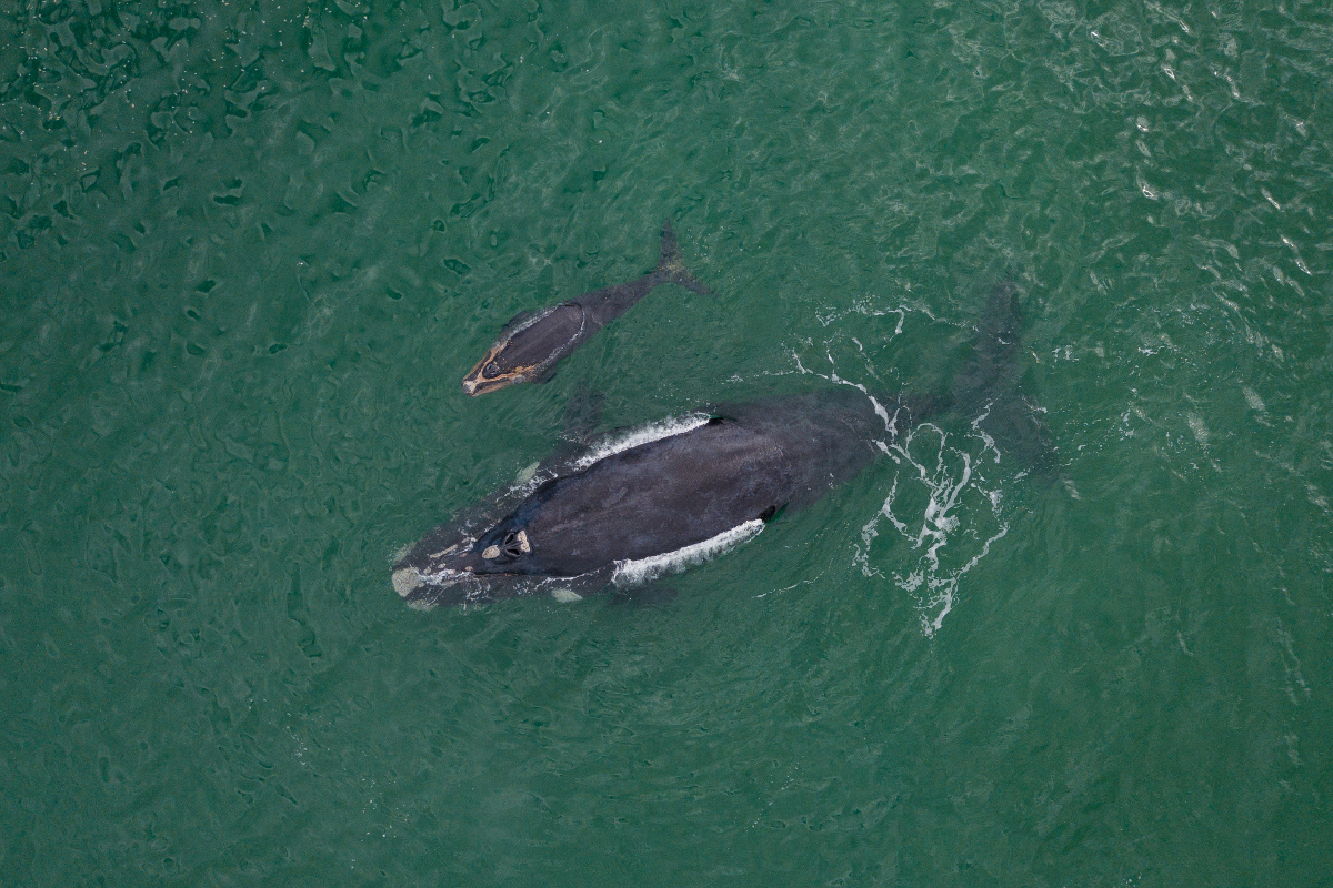 Southern Right Whales