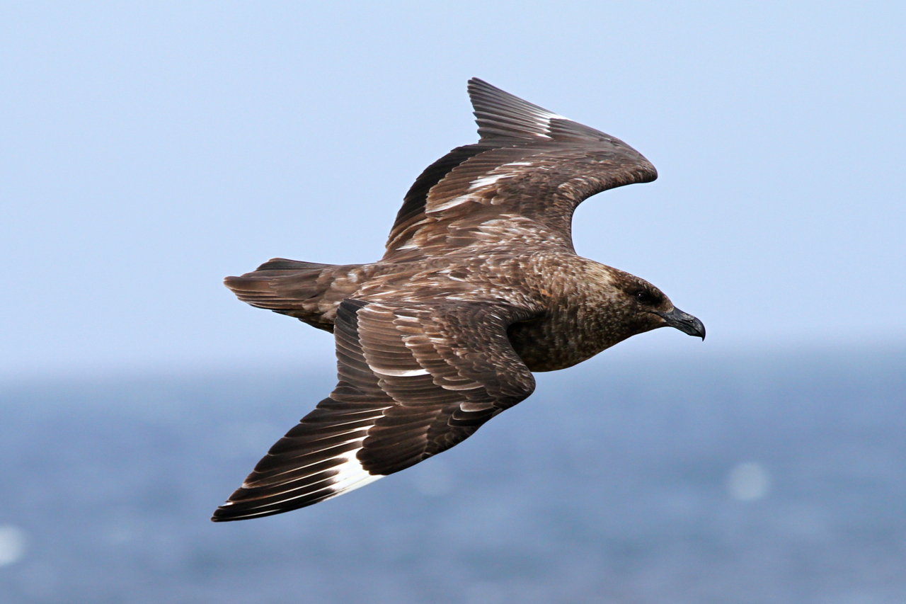 Brown Skuas