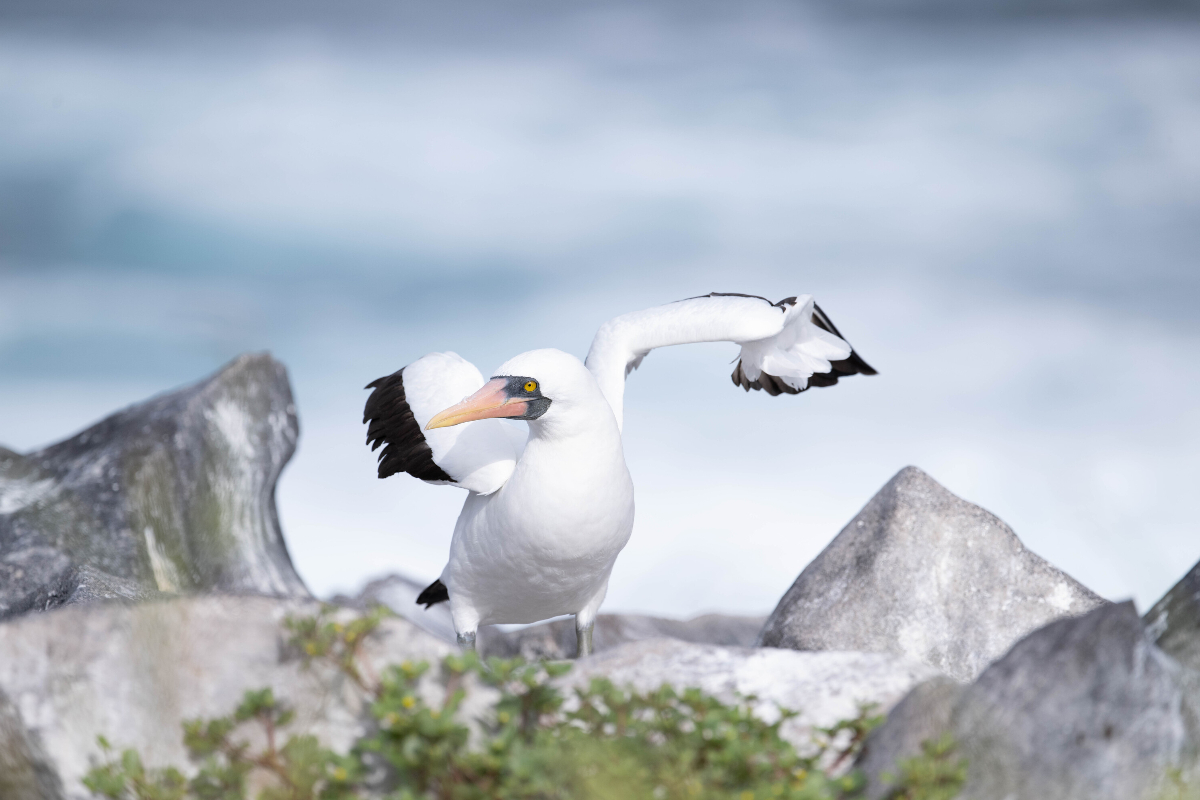 Nazca Boobies