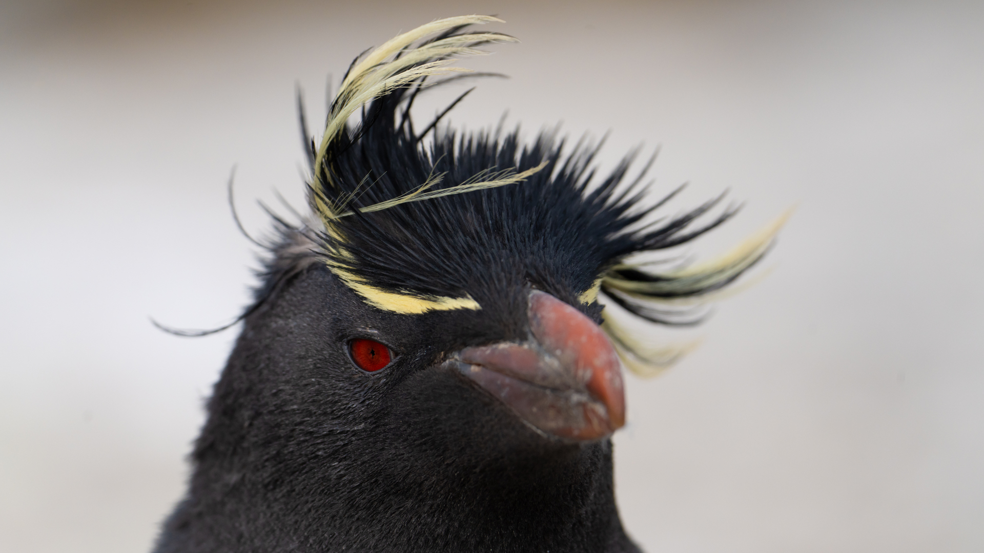 Southern Rockhopper Penguins