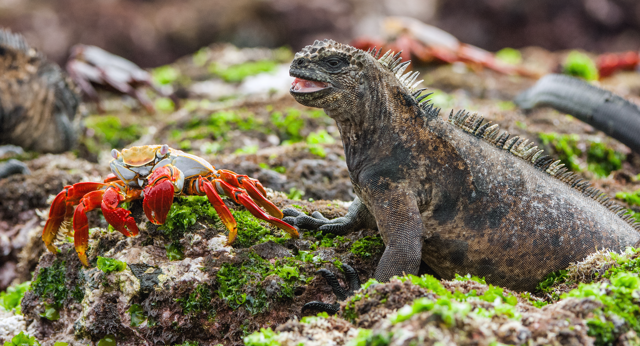 Marine Iguana