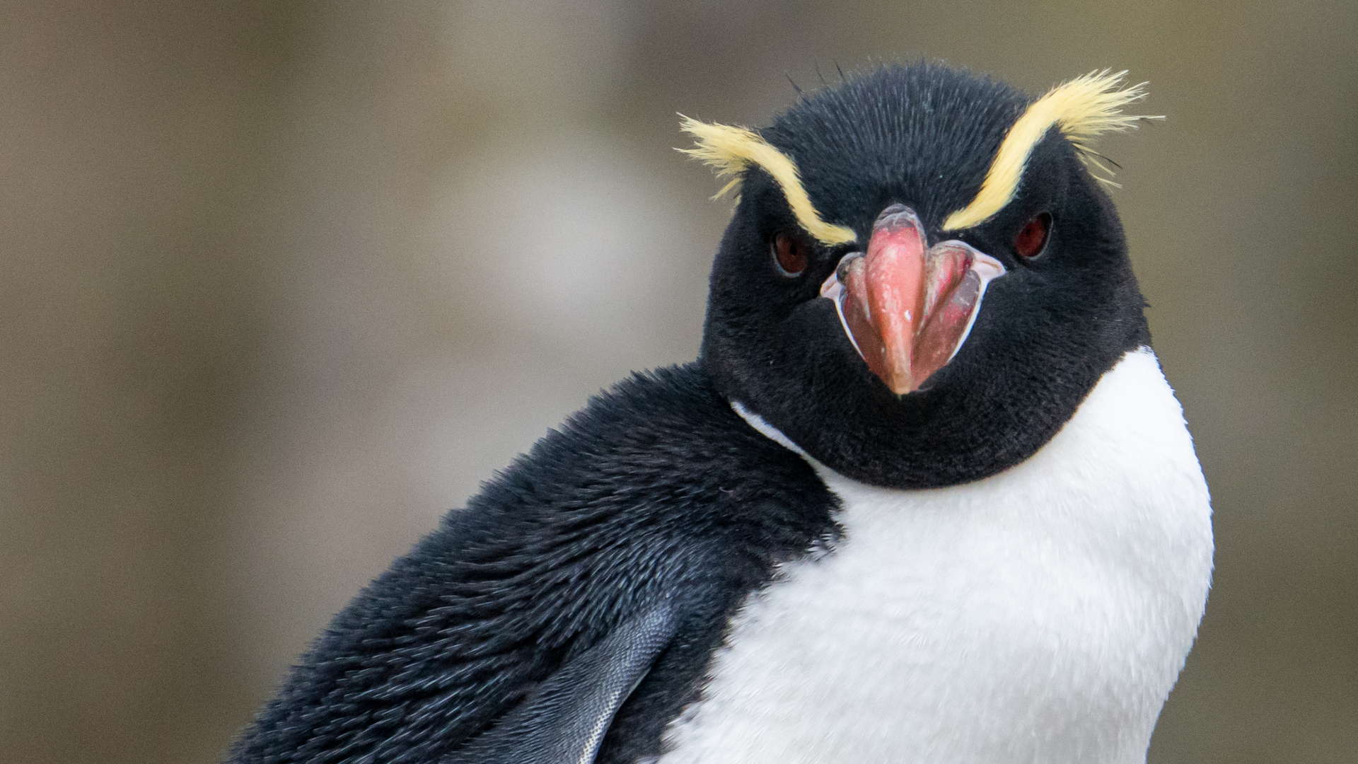 Southern Rockhopper Penguins