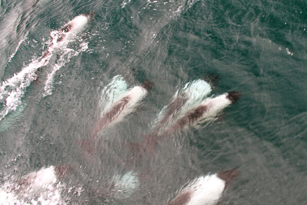 Commerson's Dolphin | ExplorEarth