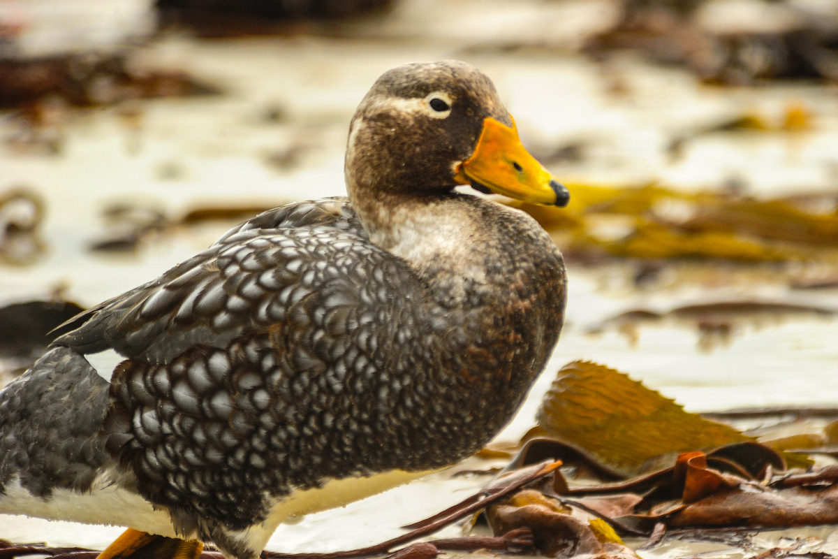 Falkland Steamer Duck