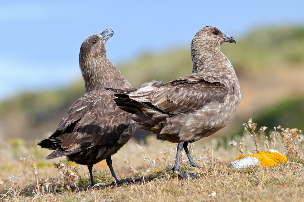 Brown Skuas