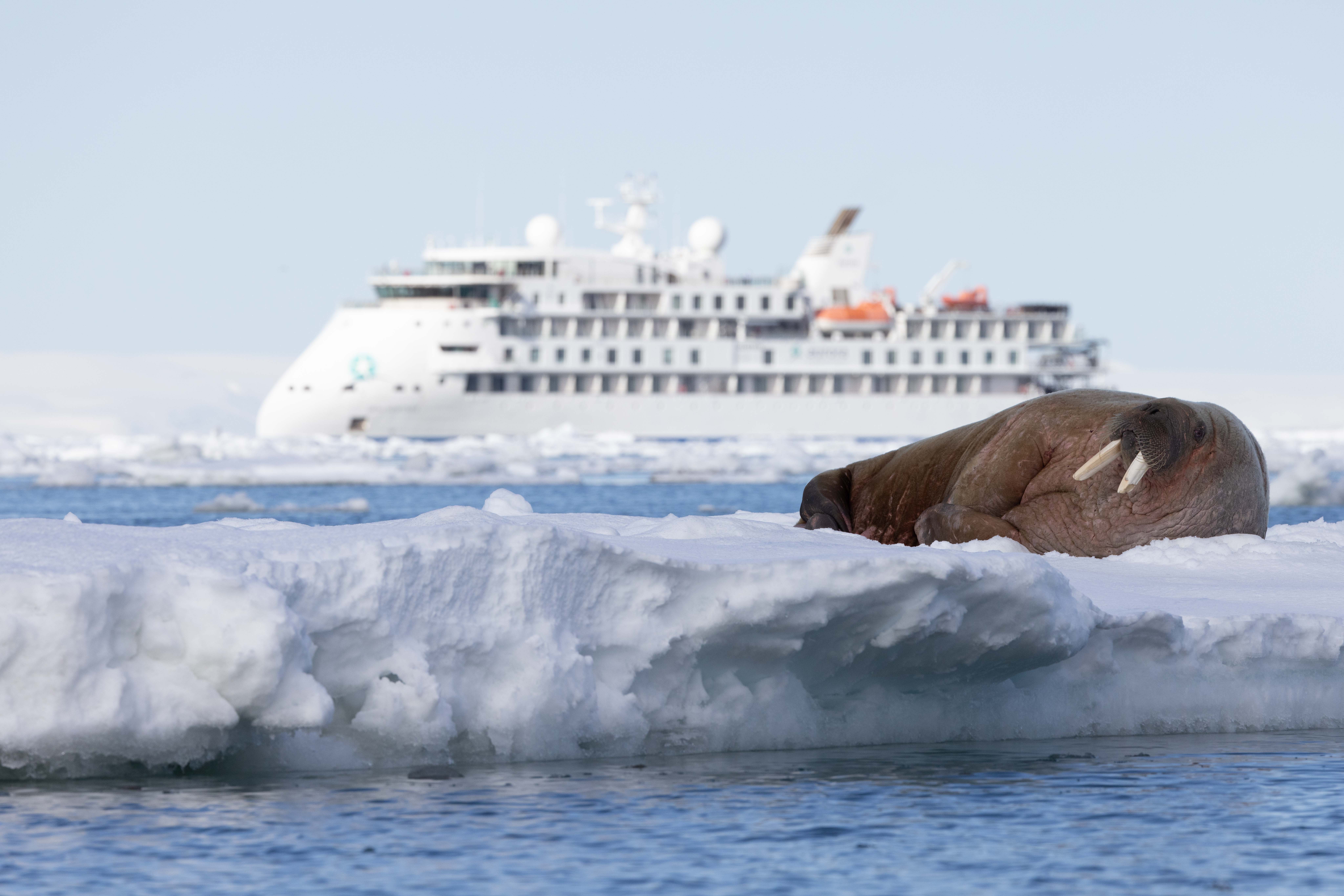 Walrus from Space Project Is a Game-Changer for Arctic Wildlife Conservation | ExplorEarth