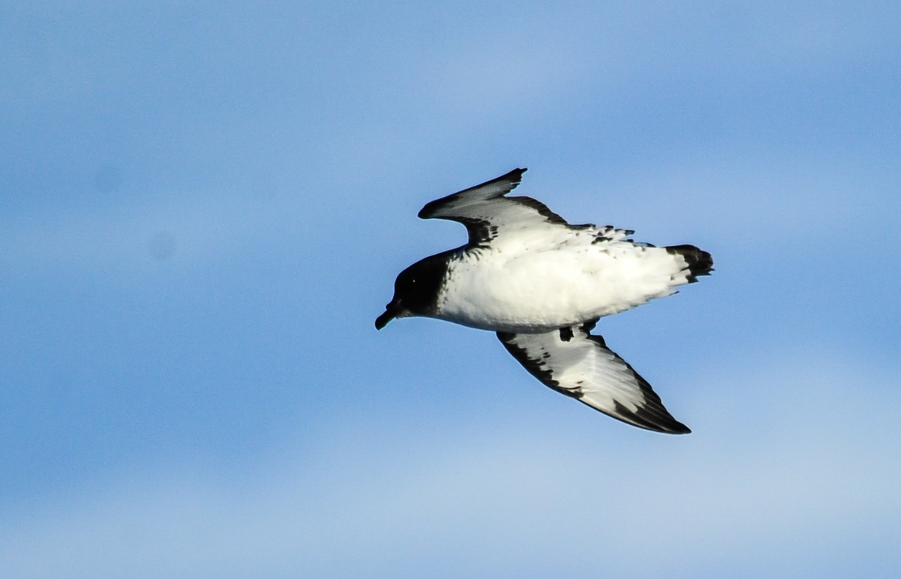 Seabirds Species | ExplorEarth