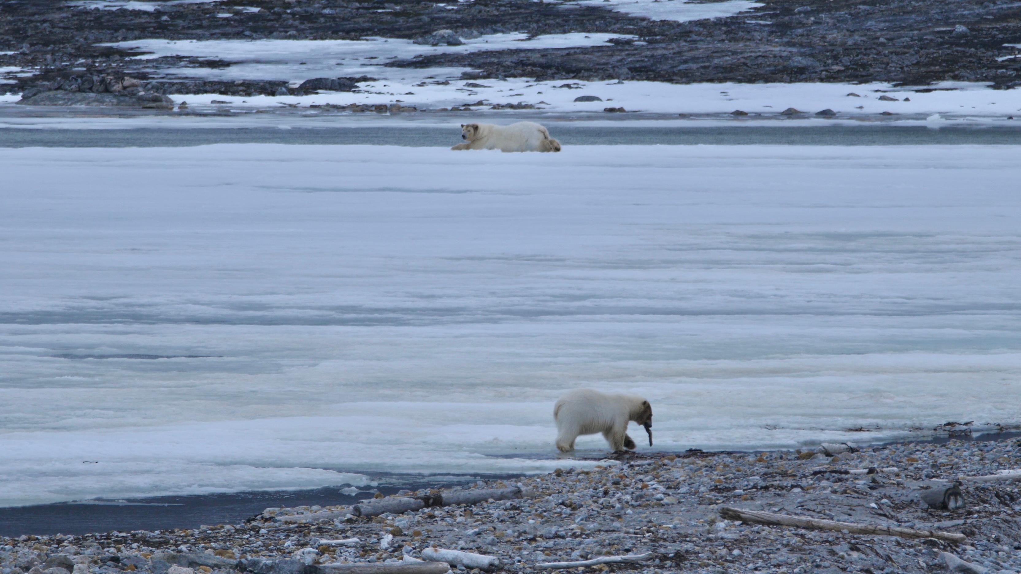 The Arctic Is No Longer Just Being Studied. It's Starting To Be ...