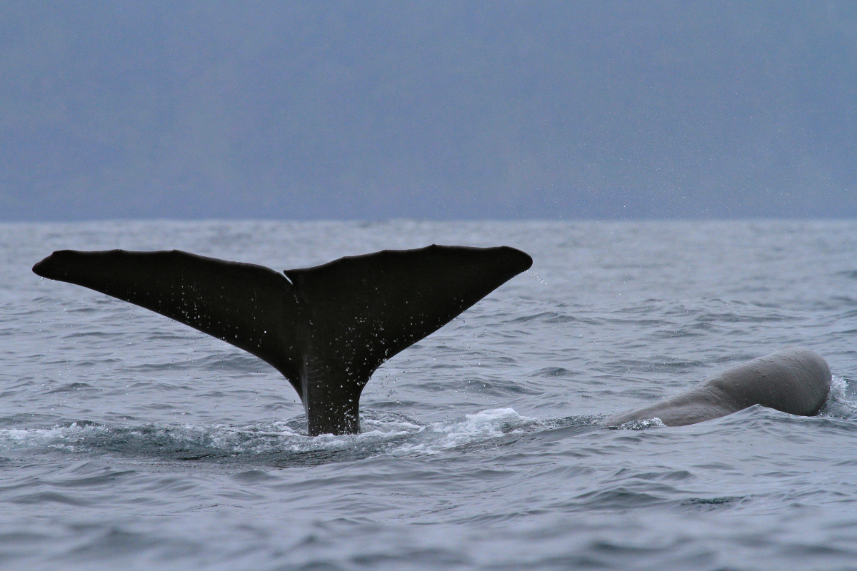 Atlantic Islands | ExplorEarth