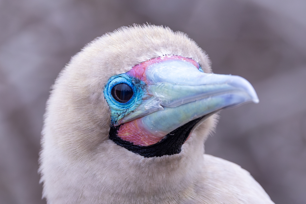 Red-footed Booby