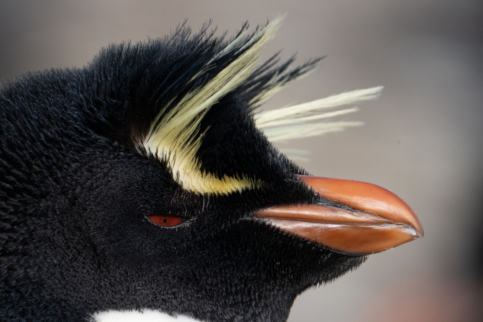 Southern Rockhopper Penguins