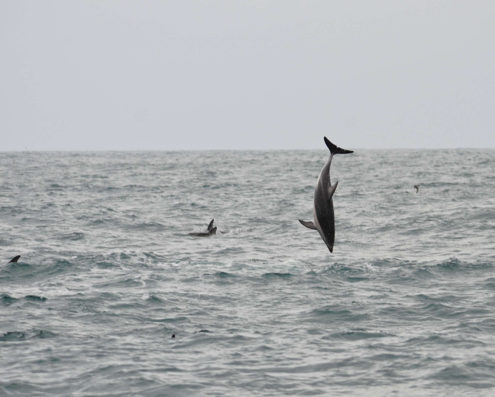Dusky Dolphins