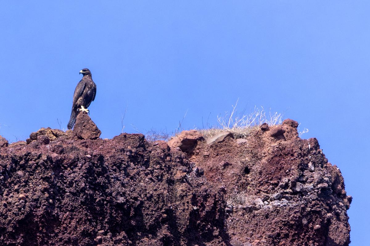 Galapagos Hawk