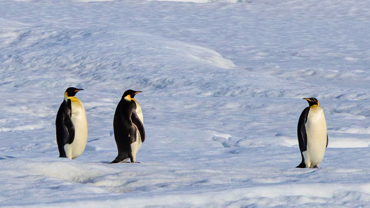 View from the Deck: A Rare Emperor Penguin Encounter in the Weddell Sea ...