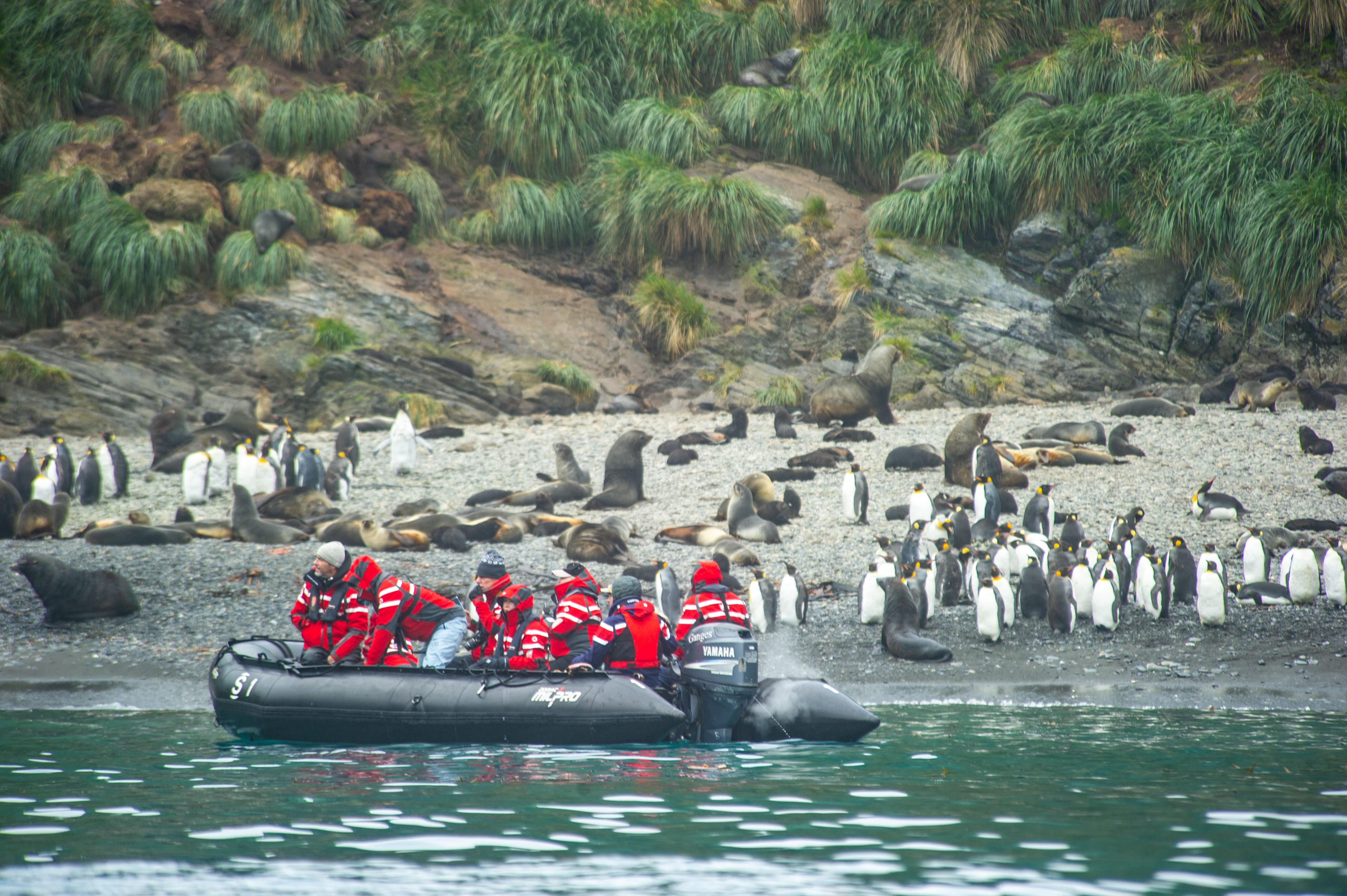 Zodiac Tours