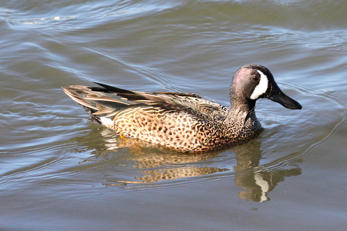 Blue-winged Teal